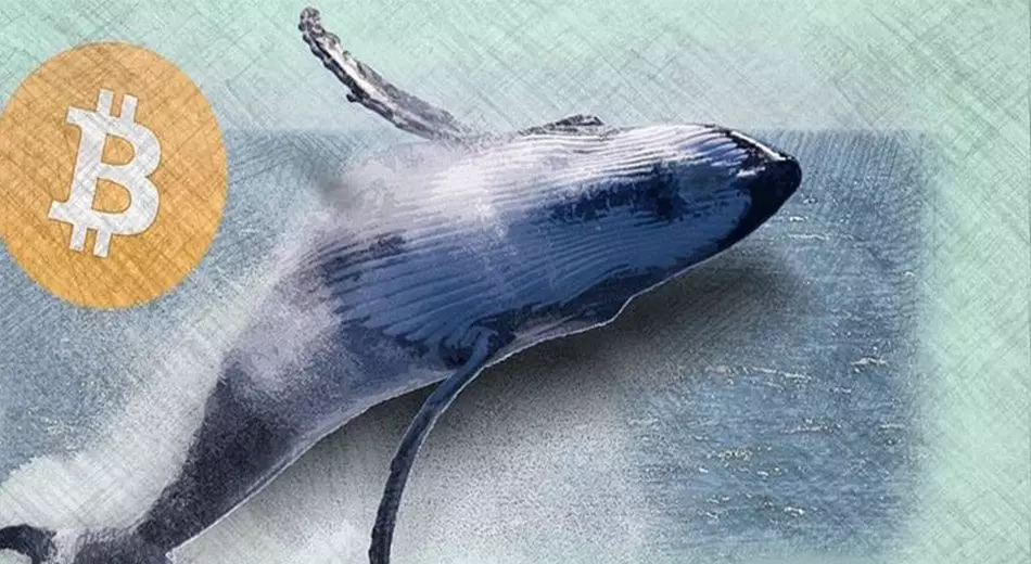 Kedu ka "whales" bụrụ ndị nkịtị na-etinye Pryptors?