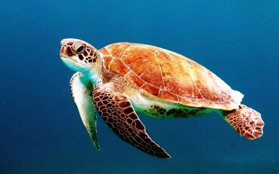 Cryptokitties Auktion samlade $ 25.000 för att spara havssköldpaddor