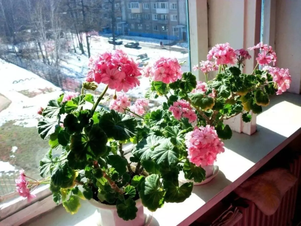 Geranio rosa en el alféizar de la ventana