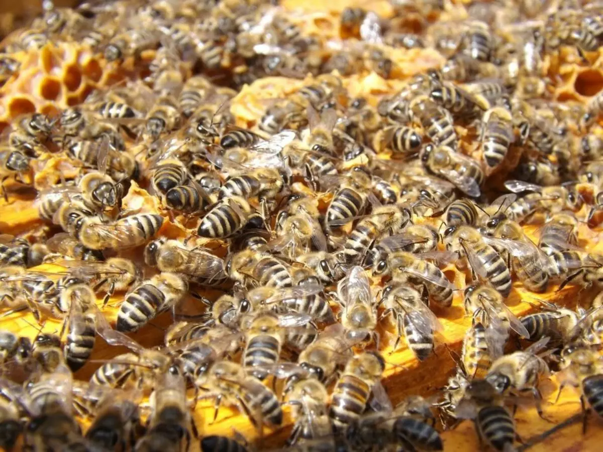 Euroopas loodud robotid, mida õpetavad mesilaste üldkeel ja kala