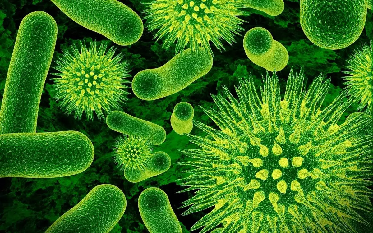 Бактери нь BTC-ийн сургалтыг урьдчилан таамаглахад хэрхэн туслах вэ?